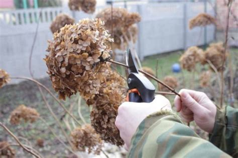 Image result for How to Prune Hydrangea Tree