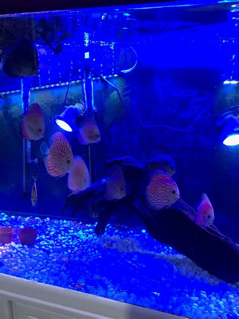 Image result for Red Eagle Discus