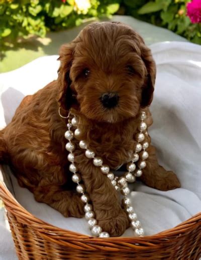 Image result for Golden Cavapoo