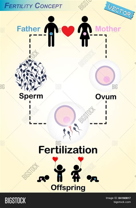 Image result for Human Fertilization Explained