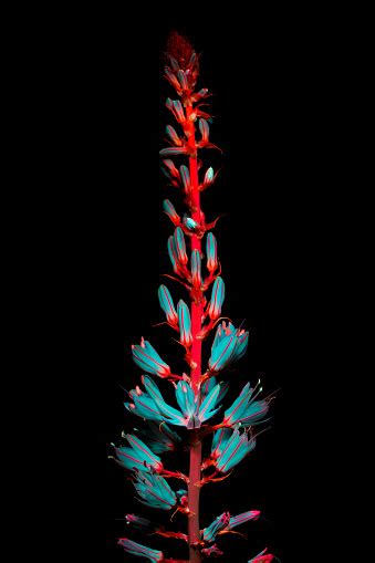 Image result for Ultraviolet Photography Examples