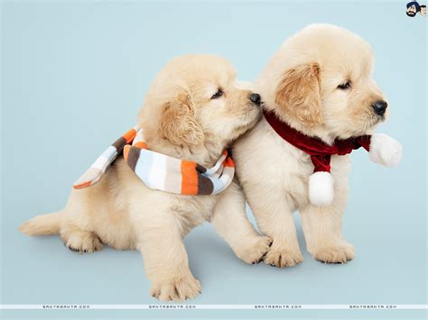 Pretty Dogs Wallpapers - Wallpaper Cave