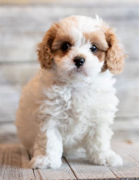 Image result for Cavapoo Multi Red and White