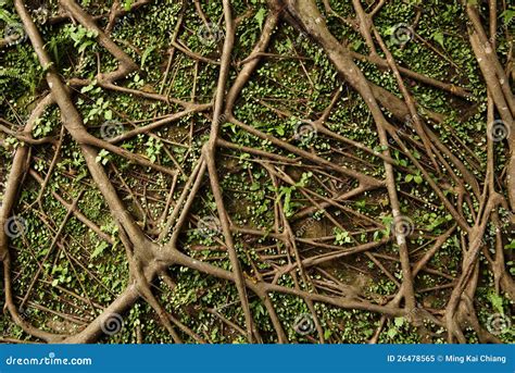 Image result for Tree Root Pattern