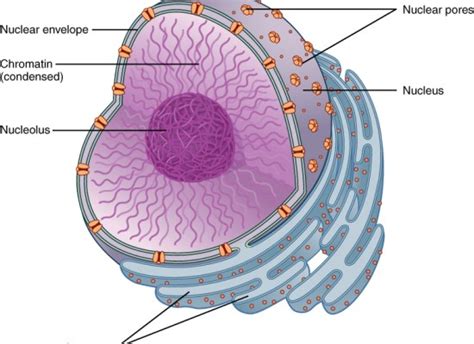 Image result for Nuclear Envelope Membrane Function