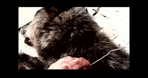 Image result for How to Trap Wolves