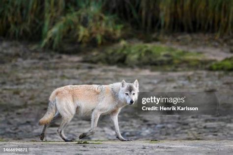 Image result for Grey Wolves Alaska