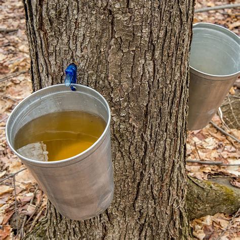 Image result for Spring Tree Maple Syrup