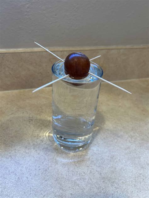 Image result for Self-Pollinating Avocado Tree