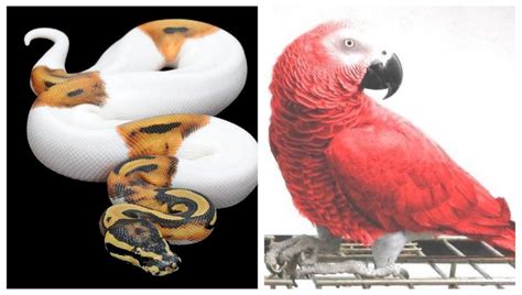 Image result for Python Regius Rat