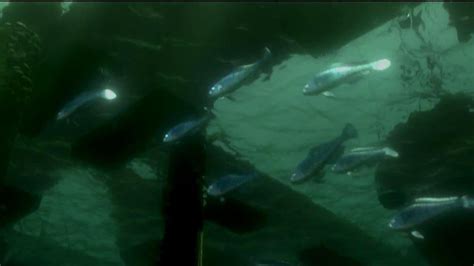 Image result for Finding Nemo Documentary Making Nemo