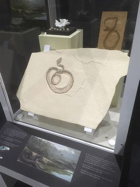 Image result for Snakes Origins Explained