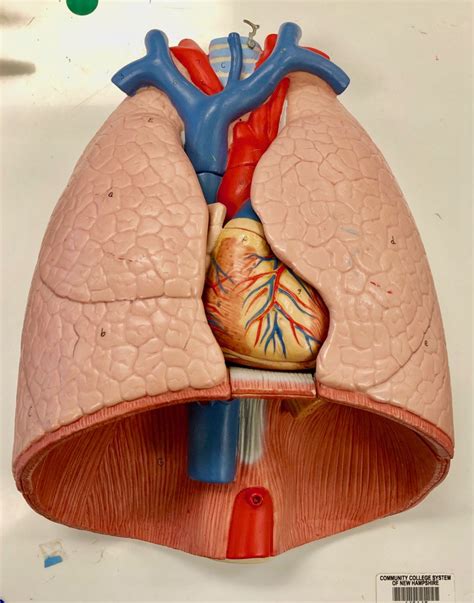 Image result for Simple Lung Model