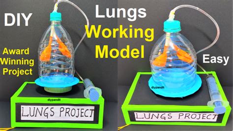 Image result for Lung Model Science Project