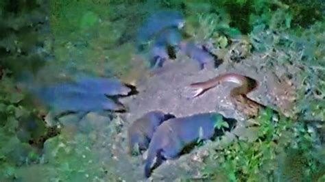 Image result for Do Mongooses Eat Python's