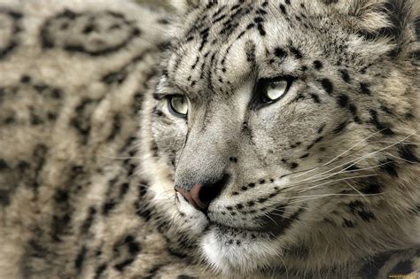 Image result for Snow Leopard Computer Wallpaper