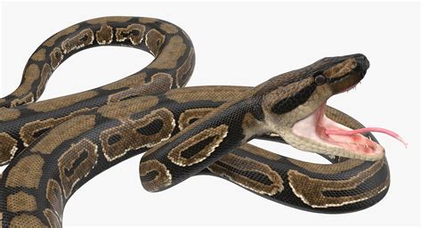 Image result for Python Snake Brown