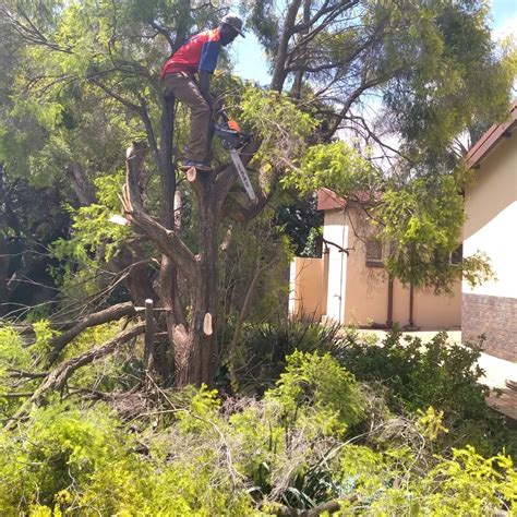 Image result for Felling a Tree Safely