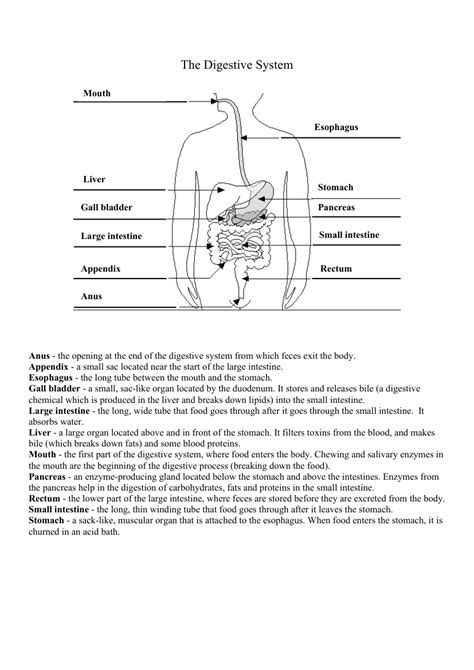 Image result for Homework Digestive System