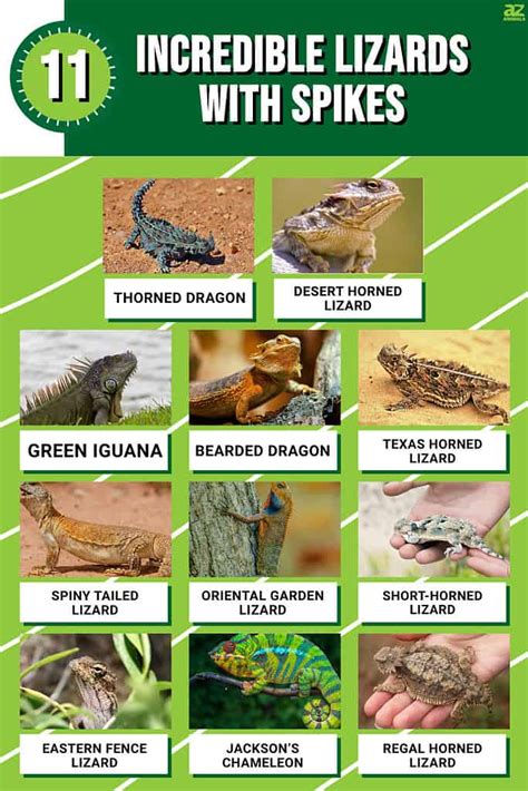 Image result for All Lizard Types