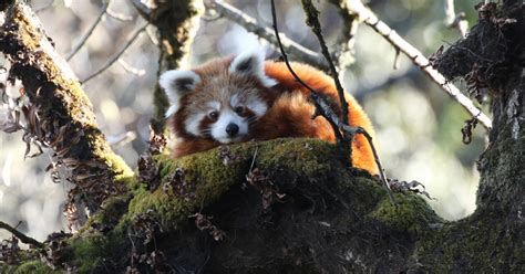 Image result for Red Panda Map