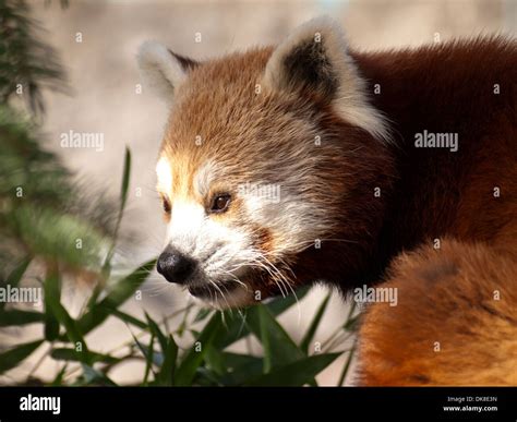 Image result for Red Panda Side View