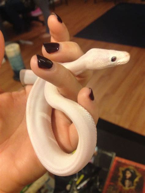 Image result for Blue Ball Python Snake