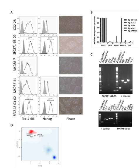 Image result for IPSC Reprogramming