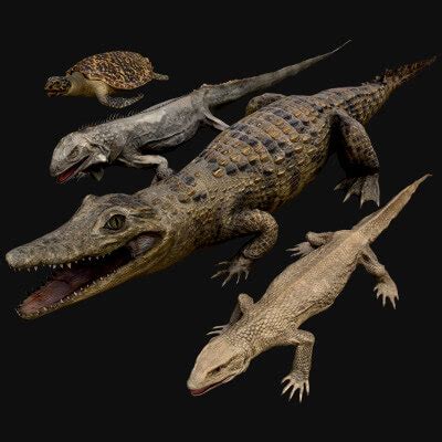 Image result for Creating Reptile with HTML and CSS