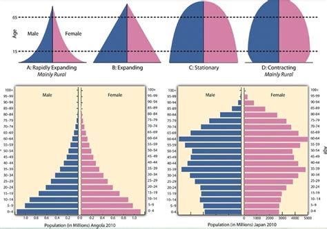 Image result for Population Composition Population Pyramid