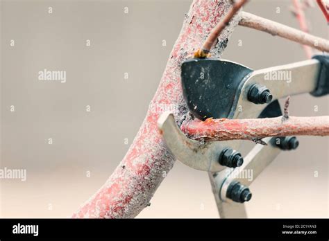 Image result for Pruning Tree Branches Spring