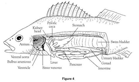 Image result for Perch Fish Dissection