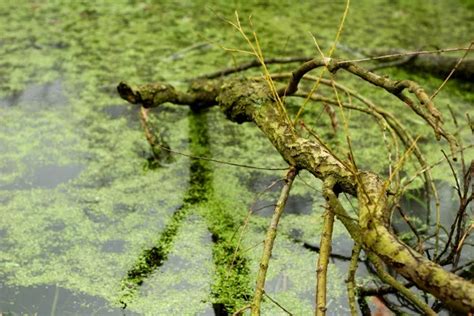Image result for Large Pond Algae Control