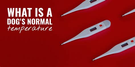 Image result for Dog Temperature Normal