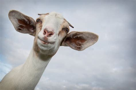Image result for Goats Smiling