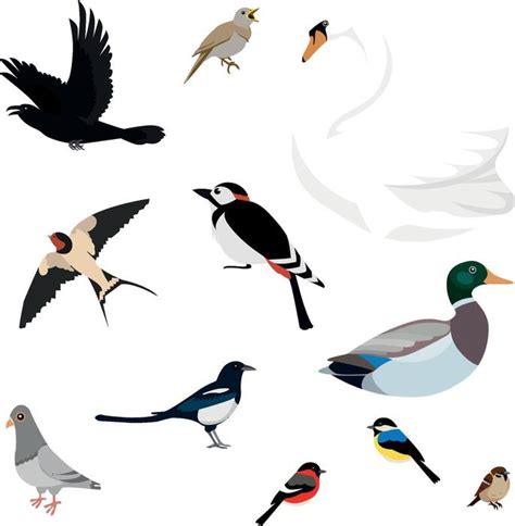 Image result for Bird Vector Question Class 11th