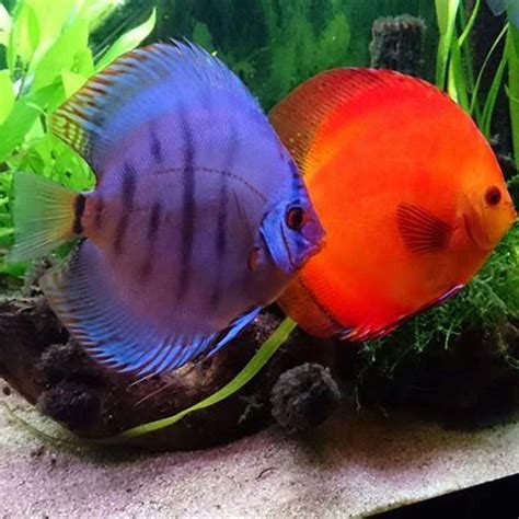 Image result for How to Keep Discus