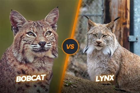 Image result for Bobcat vs Python