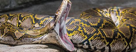 Image result for Giant Python Snake Eating