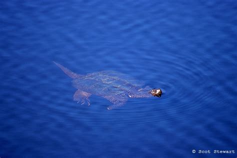 Image result for Michigan Snapping Turtle