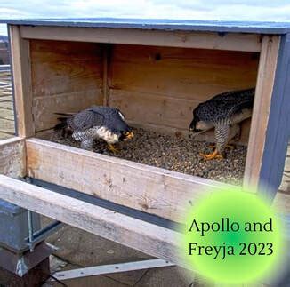 Image result for Falcon Box File Large