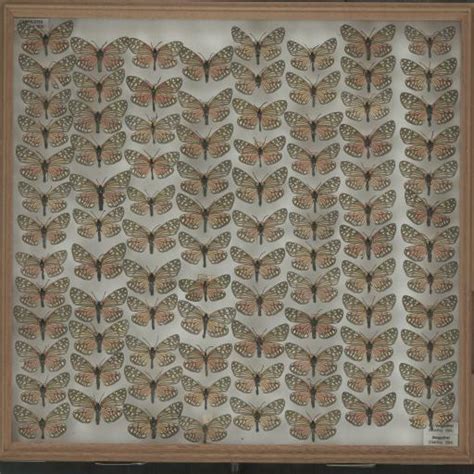 Image result for Segmentasi Python Using Yolo