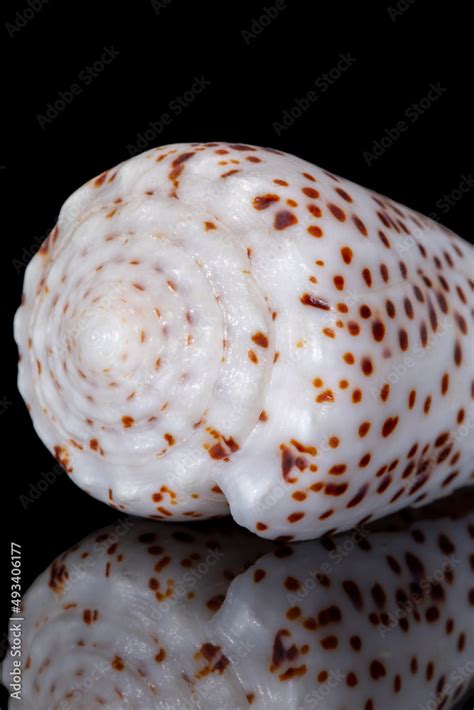 Image result for Venomous Sea Shell