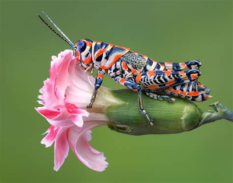 Image result for Good Looking Insects