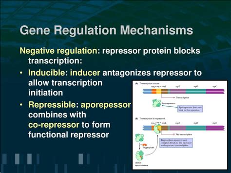 PPT - Molecular Mechanisms of Gene Regulation PowerPoint Presentation ...