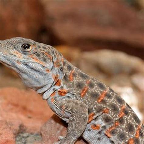 Image result for Different Color Lizards