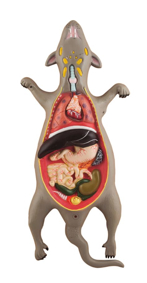 Image result for Mouse Brain Dissection