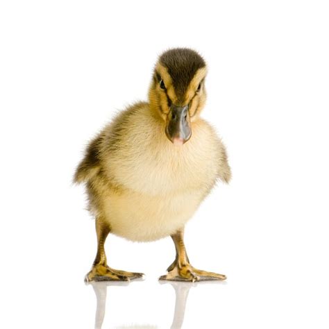 Image result for Duckling Front View