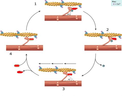Image result for Muscle Contraction Cycle