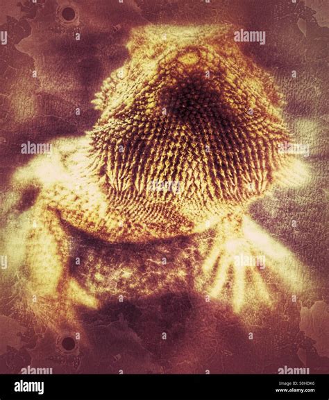 Image result for Lizard Feet